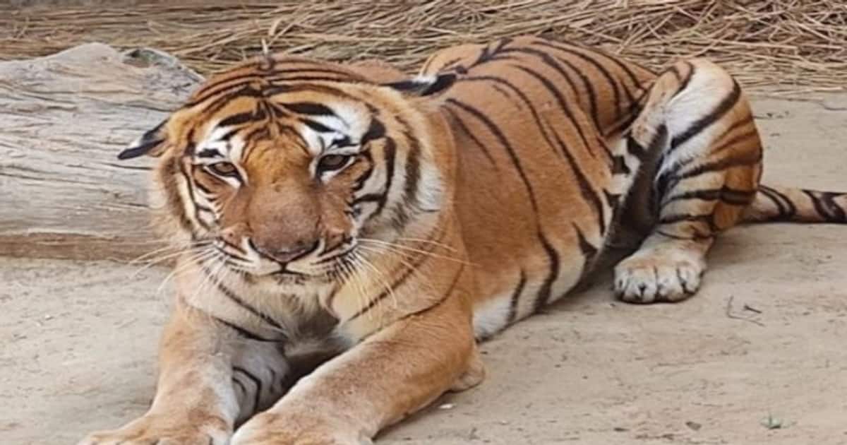 Kishan, a 17-year-old cancer-stricken Tiger, dies in Lucknow Zoo