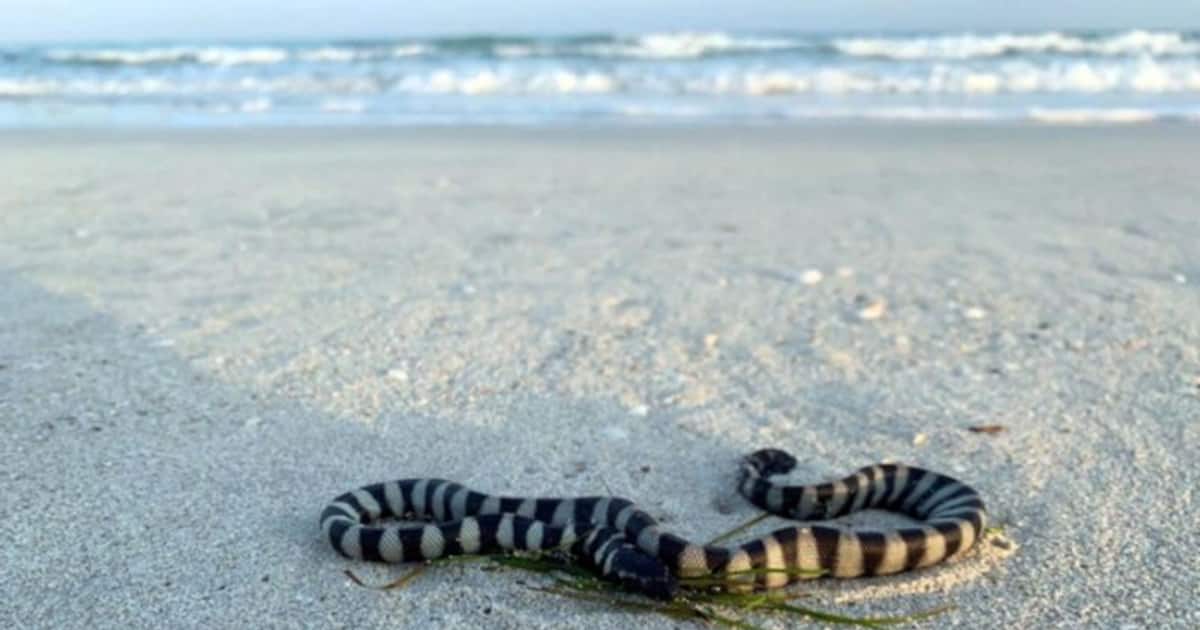 ബീച്ചുകളില്‍ കടല്‍ പാമ്പുകളുടെ സാന്നിദ്ധ്യം; യുഎഇയില് ...