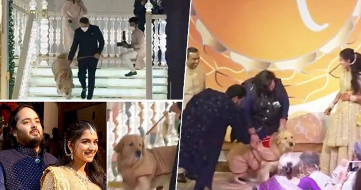 Meet Ambani's pet dog; who was ringbearer at Anant Ambani-Radhika ...