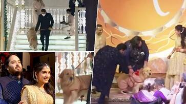 Meet Ambani's pet dog; who was ringbearer at Anant Ambani-Radhika ...