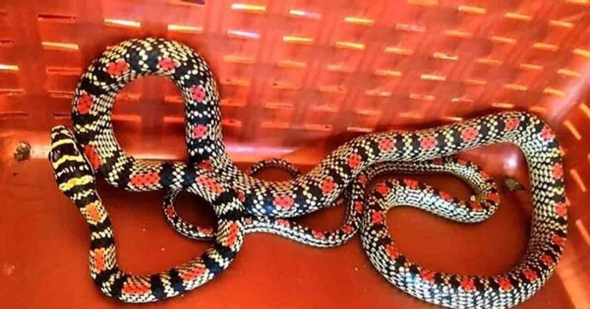ಉಡುಪಿ: ಅಪರೂಪದ ಹಾರುವ ಹಾವು ಪತ್ತೆ..!