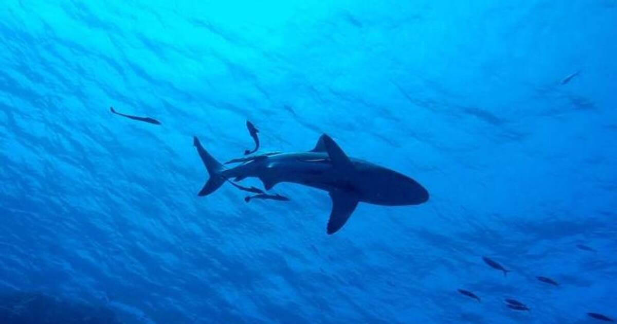 Viral Video: Russian tourist killed in rare shark attack off Egypt's ...