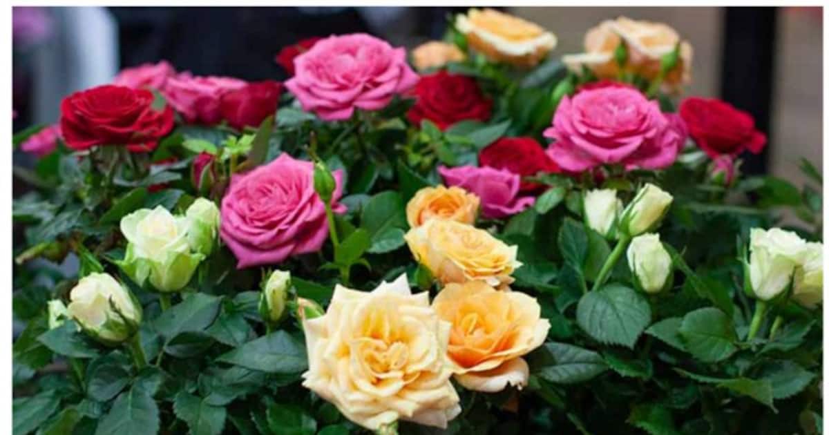 Happy Rose Day 2024 wishes, romantic messages, Facebook/WhatsApp status ...