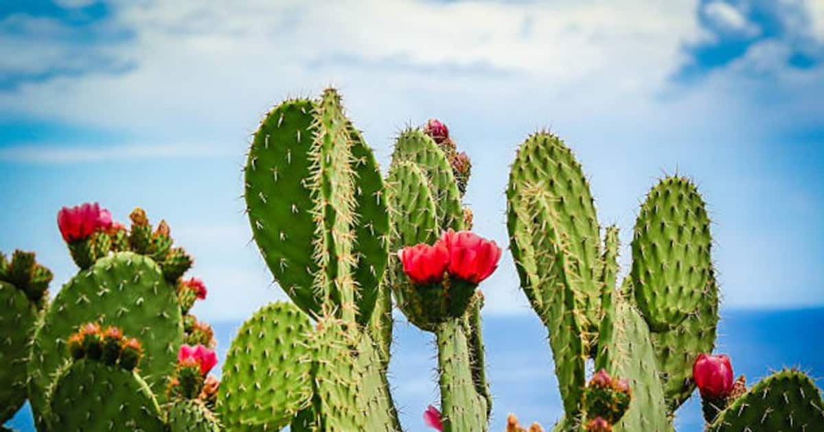 சப்பாத்திக்கள்ளி பழத்தில் கொட்டிக் கிடக்கும் மருத்துவ நன்மைகள்!