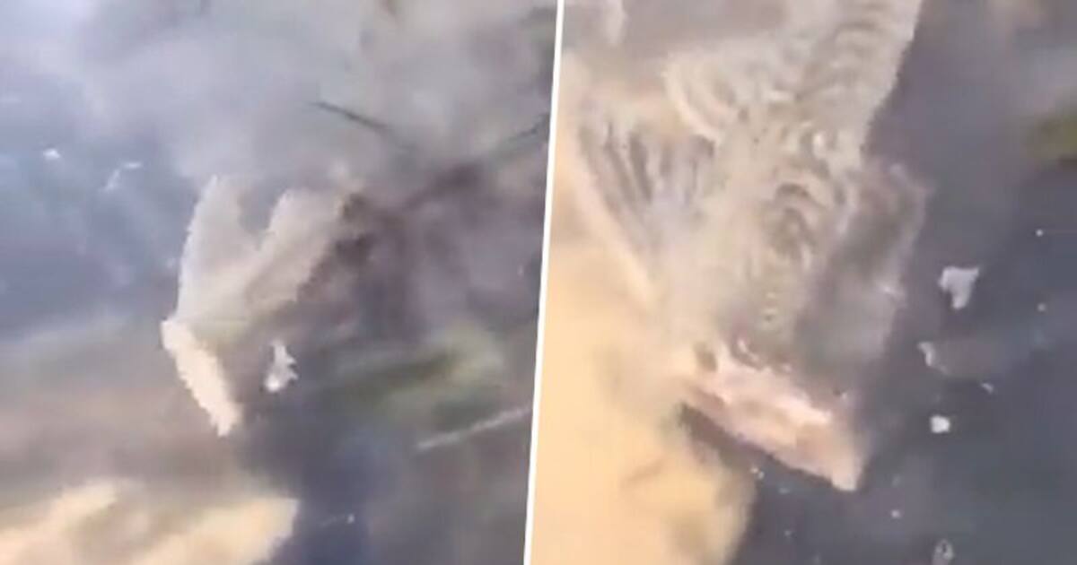 Headless fish swims around lake, viral video terrifies netizens: Watch