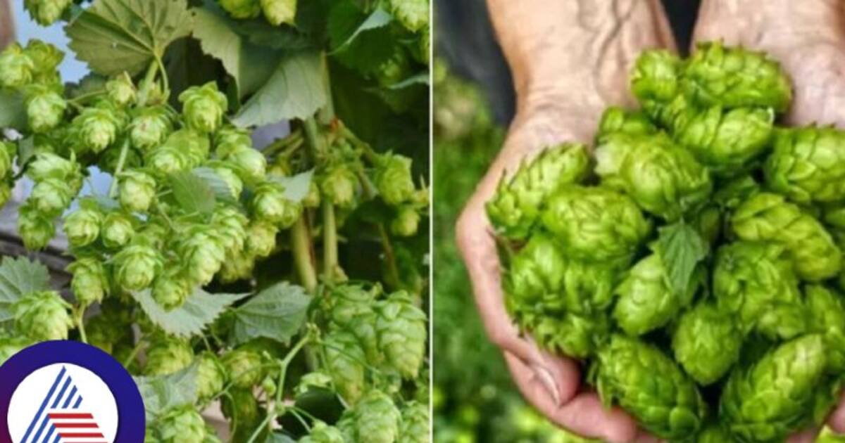 ವಿಶ್ವದ ಅತ್ಯಂತ ದುಬಾರಿ ತರಕಾರಿಯಿದು, ಈ ಬೆಲೆಗೆ ಕಾಸ್ಟ್ಲೀ ಬೈಕನ್ನೇ ಖರೀದಿಸ್ಬೋದು!