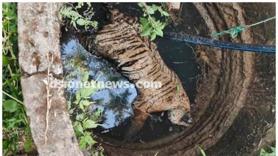 വയനാട്ടിൽ കടുവ കിണറിനുള്ളിൽ ചത്ത നിലയിൽ