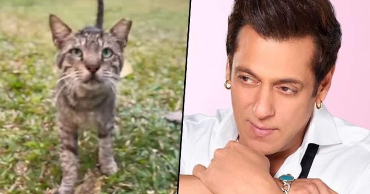 Salman Khan goes creative to announce much-awaited song Billi Billi ...