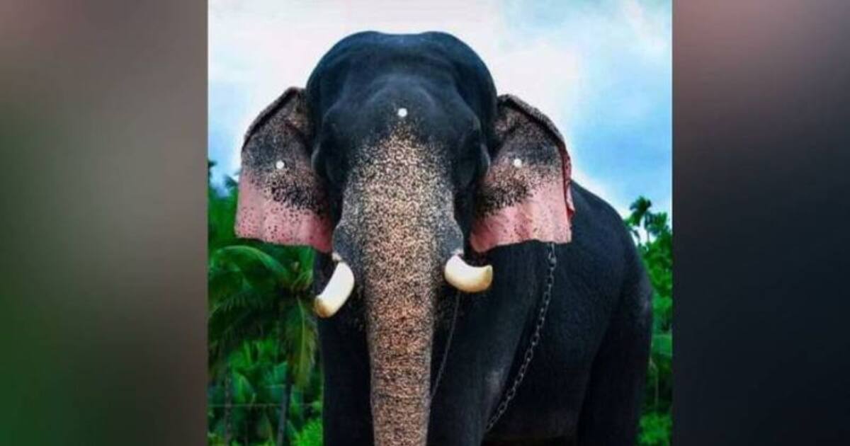 കുഴഞ്ഞുവീണു, കാളിദാസൻ ചരിഞ്ഞു