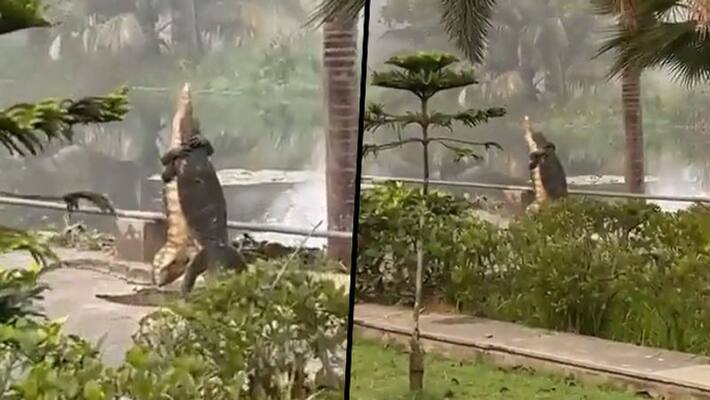 Two giant lizards fight while standing, confusing netizens; watch viral ...