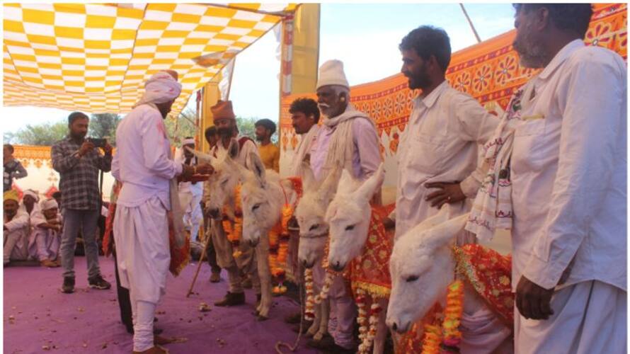 ആണ്‍ കഴുതകളുടെ എണ്ണത്തില്‍ വന്‍ ഇടിവ്; ഗുജറാത്തില്‍ ഹലാരി കഴുതകളുടെ ...