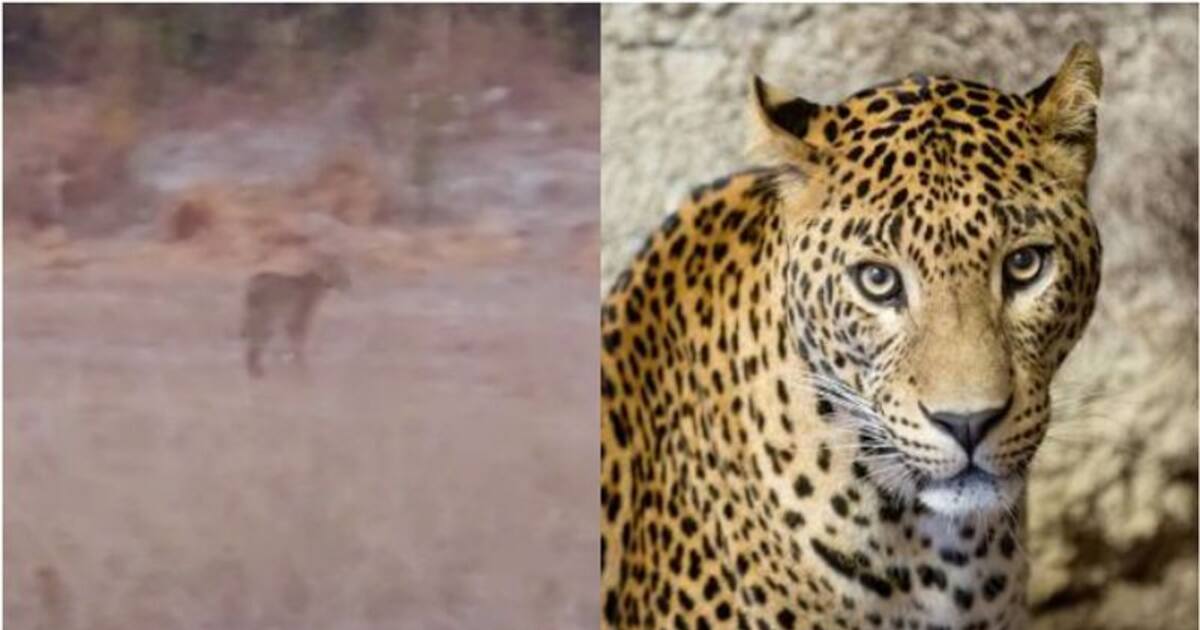 ആ വീഡിയോയിൽ കണ്ടത് പുലിയല്ല, നാട്ടുകാരെയാകെ ആശങ്കയിലാക്കിയ ദൃശ്യങ്ങ ...