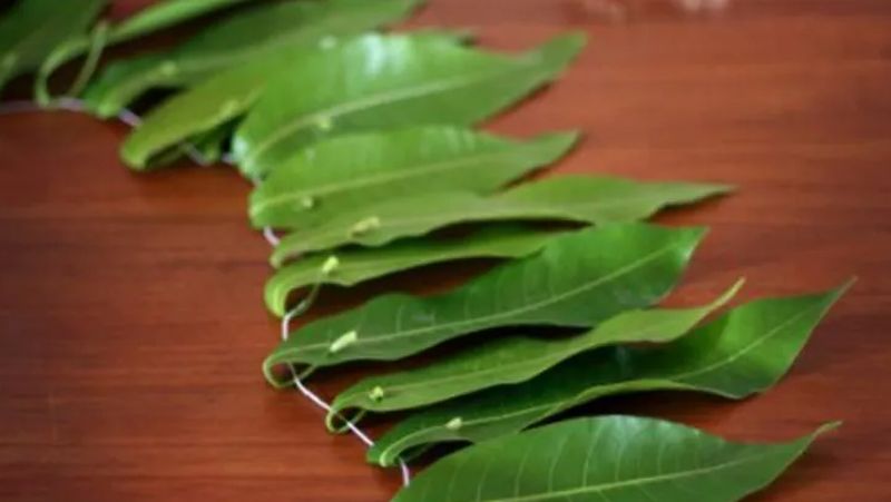 Mango Leaves Auspicious : திருவிழாக்கள் மற்றும் சுப நிகழ்ச்சிகளுக்கு ...