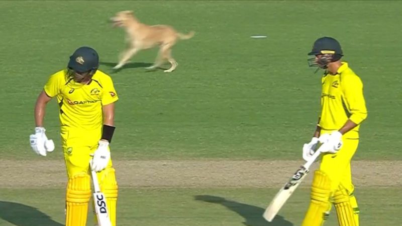 IPL 2023: சேப்பாக்கத்தில் கொஞ்ச நேரம் ஆட்டம் காட்டிய நாய் – இது ...