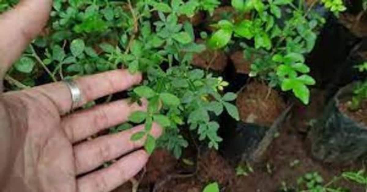 லட்சுமி வாசம் செய்யும் வில்வ செடியை வீட்ல வளர்த்தால் இத்தனை பலன்களா?