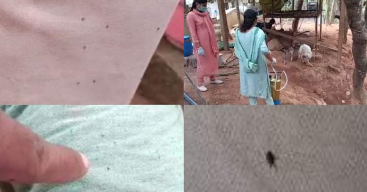 പേനിന്റെ വലിപ്പം, രൂപസാദൃശ്യം, വീട്ടിലും പറമ്പിലും ശരീരത്തിലുമെല്ലാം ...