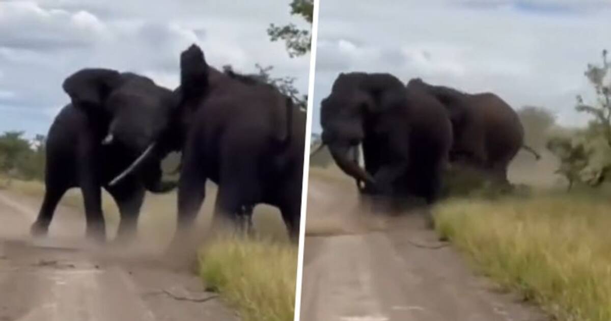 WATCH: Video of two elephants ferociously fighting with each other ...
