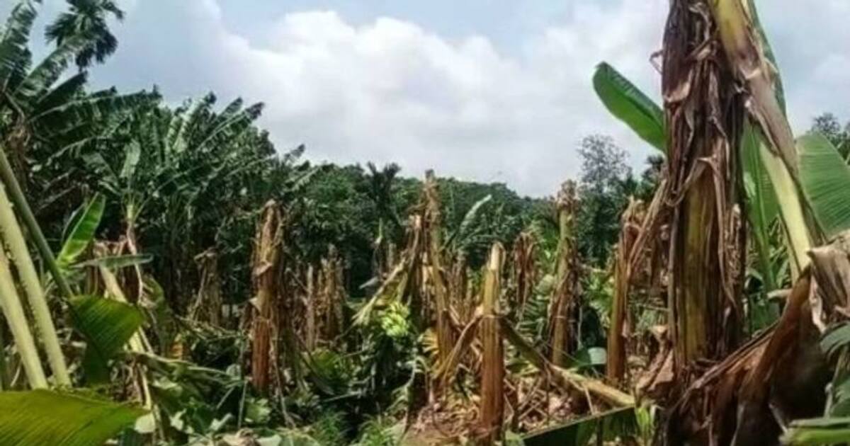 വേനൽ മഴയ്ക്കൊപ്പം ശക്തമായി വീശിയടിച്ച് കാറ്റും; കൊല്ലം ജില്ലയിൽ വ്യാപക ...
