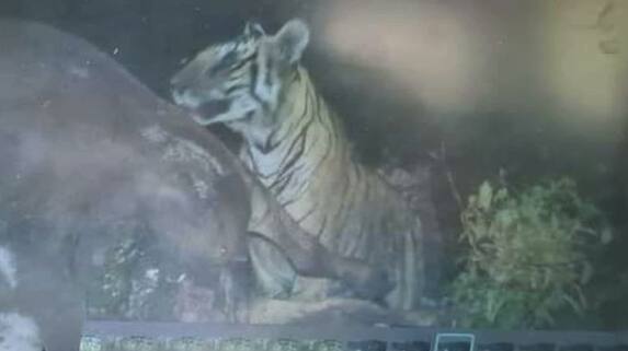 പെരുനാട്ടിലെ കടുവ ജനജീവിതത്തിന് ഭീഷണി; വനം വകുപ്പ് പ്രത്യേക ദൗത്യ ...