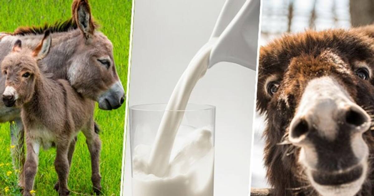 World Milk Day 2023: Know about Donkey milk, it's skin and health benefits