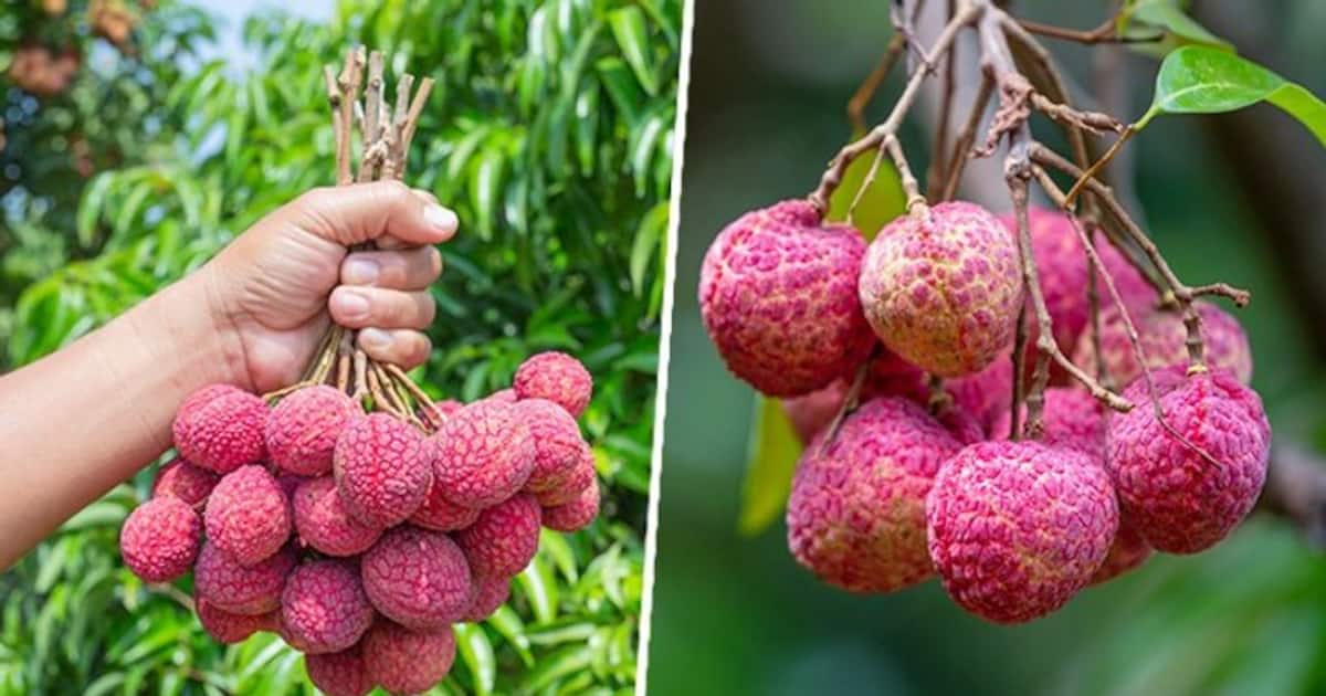 Lychee seeds health benefits: Know their nutrition, risks and more