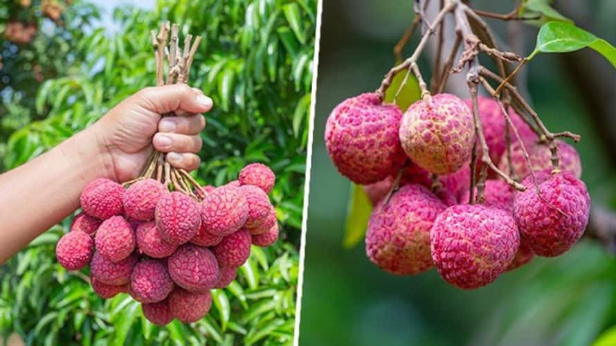 Lychee seeds health benefits: Know their nutrition, risks and more