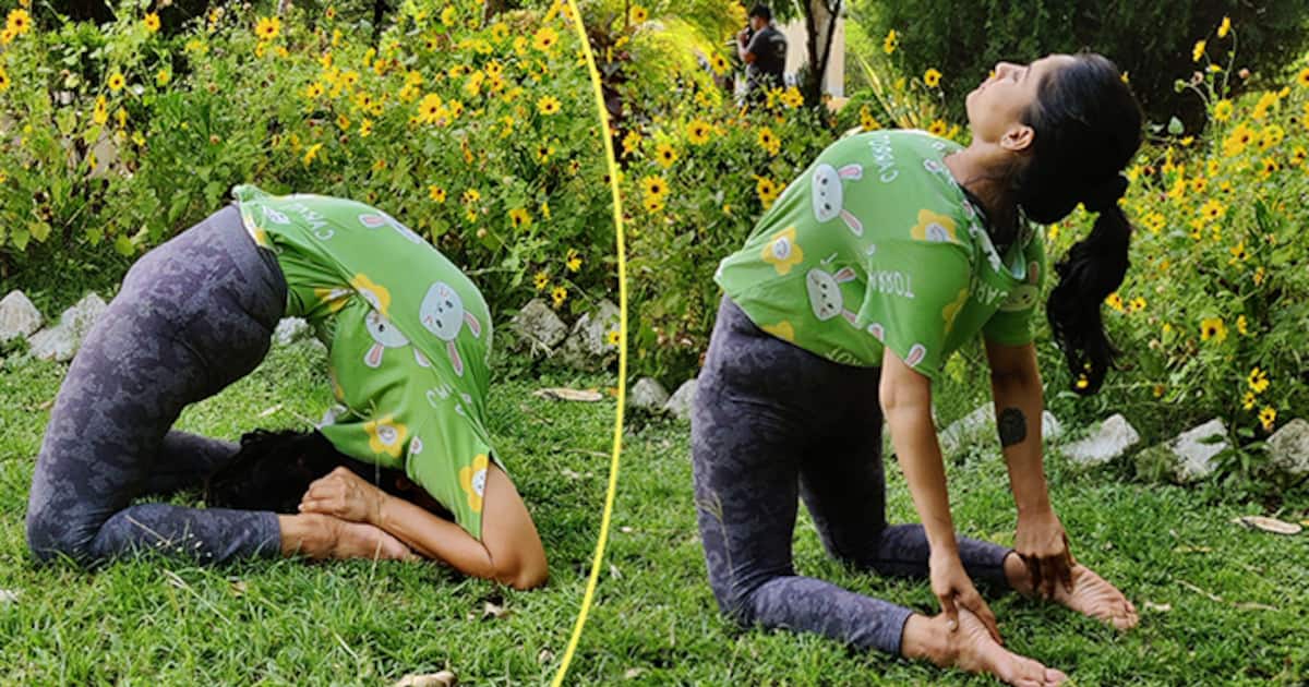 how to do ustrasana: தொப்பையை கரைக்கும்... மாதவிடாய் வலியை நீக்கும் ...