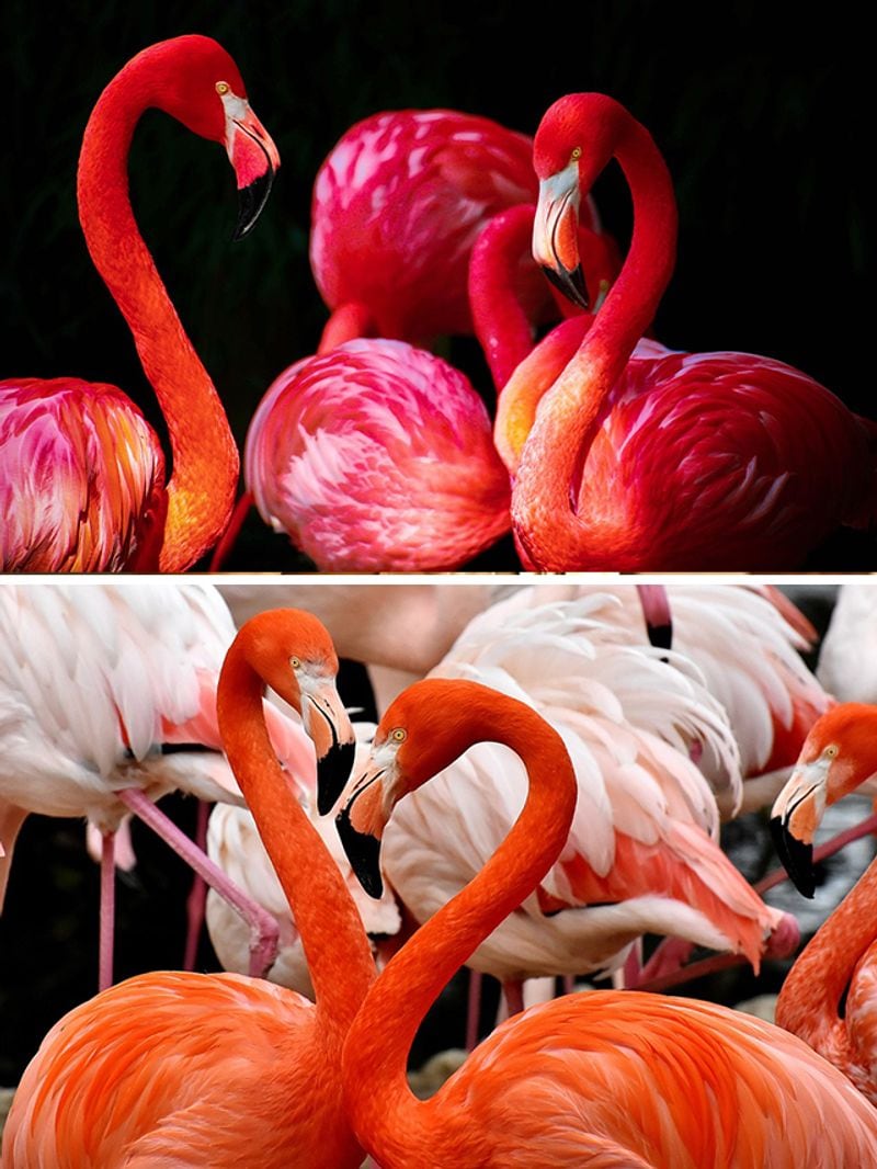 Mumbai to Gujarat-7 places to see Flamingo in India