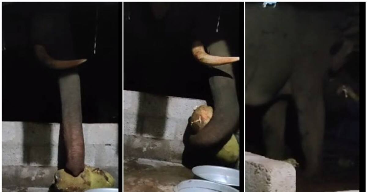 Wild Elephant Jack Fruit പുലർച്ചെ 5ന് വീടിന്‍റെ പിന്നിൽ കൊമ്പ ...