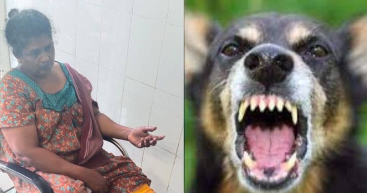 Stray dog attack: വീട്ടുമുറ്റത്തുനിന്ന വീട്ടമ്മയുടെ കൈവിരലും കാലും ...