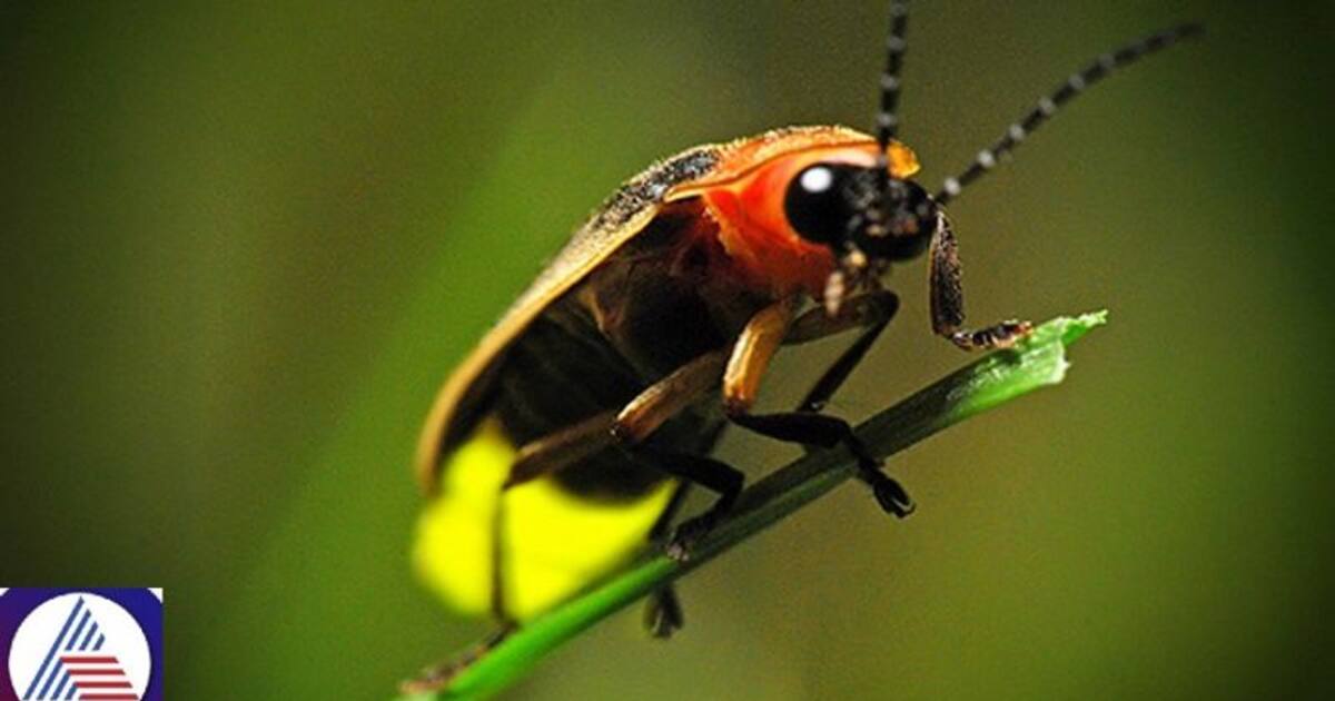 Eco-Tourism in Bengaluru: New firefly park mooted in IT hub