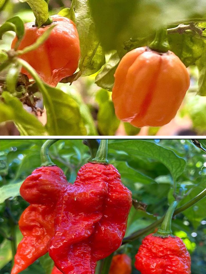 Carolina Reaper to Ghost Pepper: 6 of the world's Spiciest Chilies