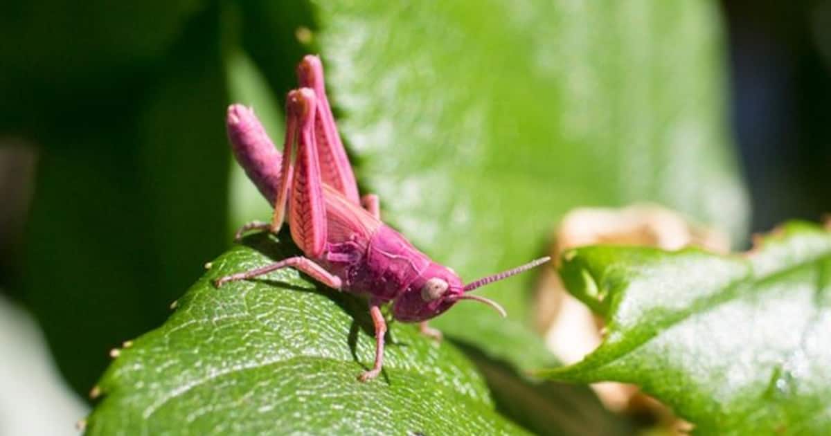 Rare pink grasshoppers: Nature's stunning pink marvels captivate the ...