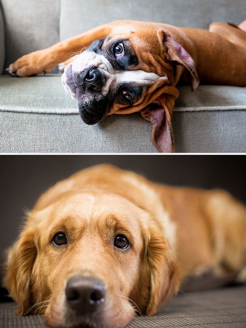Boxer to Golden Retriever-7 emotional, sensitive dog breeds