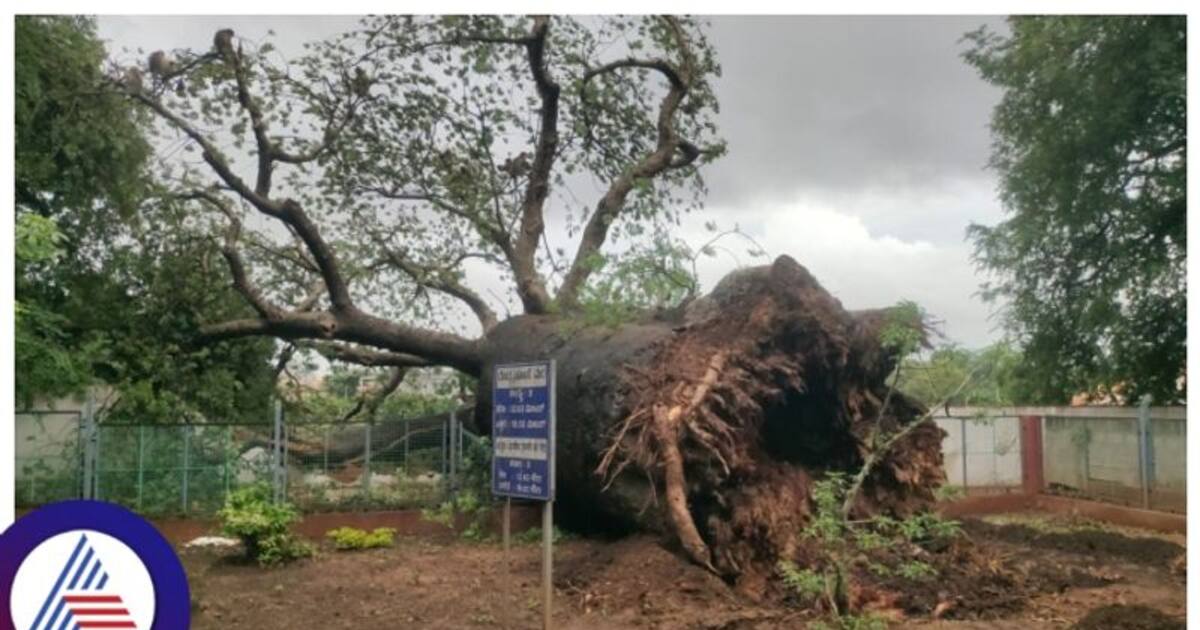 ಧರೆಗೆ ಉರುಳಿದ ಹಾವೇರಿಯ ಐತಿಹಾಸಿಕ ದೊಡ್ಡ ಹುಣಸೆ ಮರ!