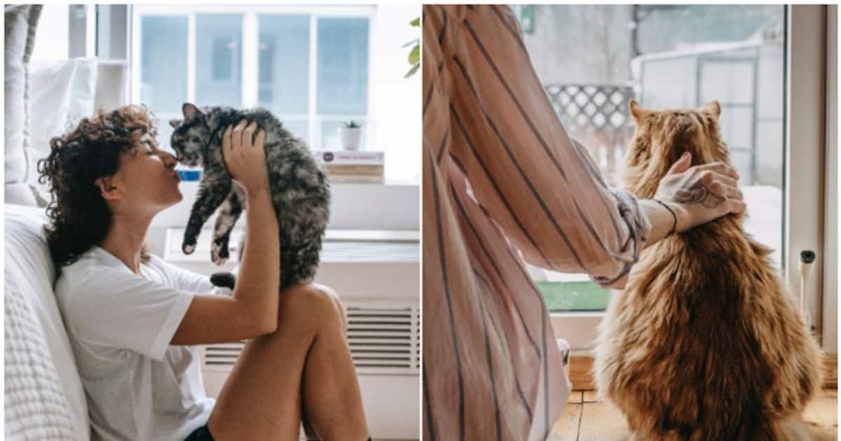 Top 10 essential rules for Cat Owners: Providing a safe and healthy ...