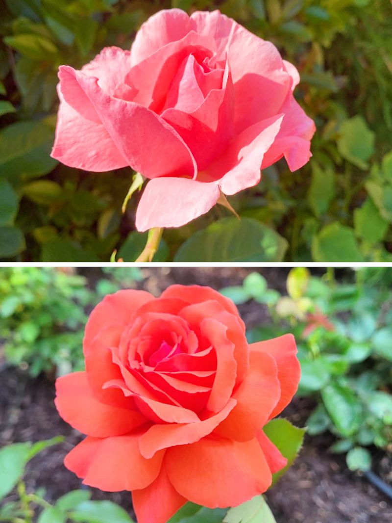 Double delight to Queen Elizabeth: 7 spectacular rose varieties