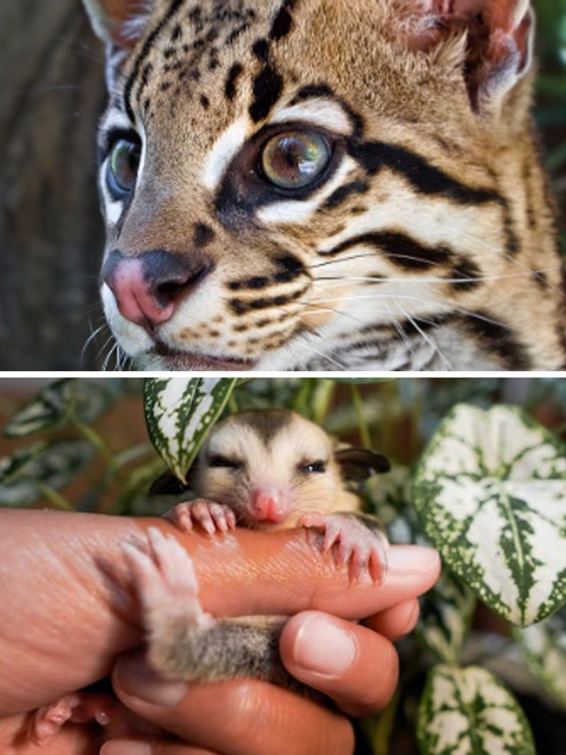 Sugar Gliders to Ocelots: 7 unconventional pets you can keep