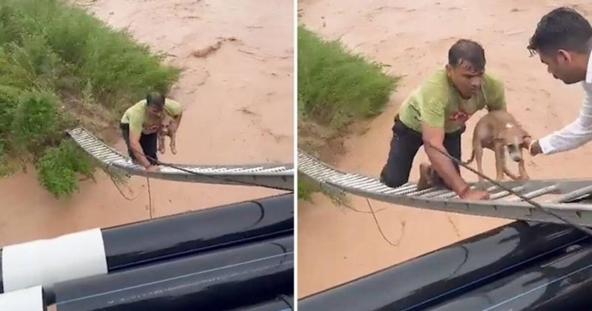 Heart-stopping footage: Brave man risks life to save stranded puppy in ...