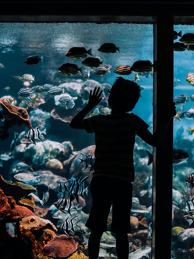 7 Beginner-Friendly Fish Breeds for Your Aquarium