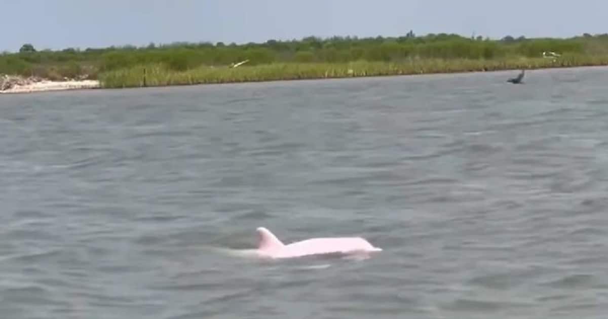 WATCH: Rare pink dolphin spotted in Louisiana waters amazes onlookers ...