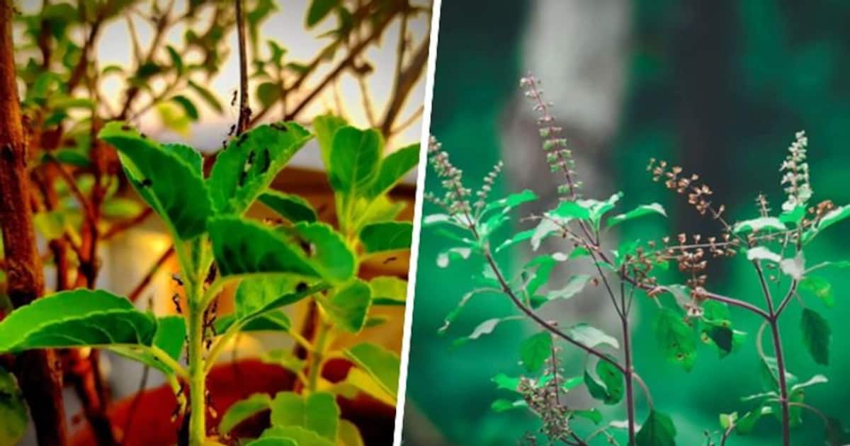 Krishna Tulsi to Rama Tulsi: 6 varieties of Basil offering unique benefits