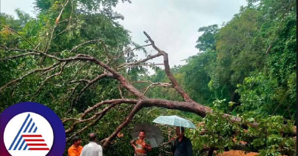 ಮುಂಡಾಜೆ: ಬೃಹತ್‌ ಗಾತ್ರದ ಮರ ಉರುಳಿ ಒಂದೂವರೆ ತಾಸು ಸಂಚಾರ ವ್ಯತ್ಯಯ