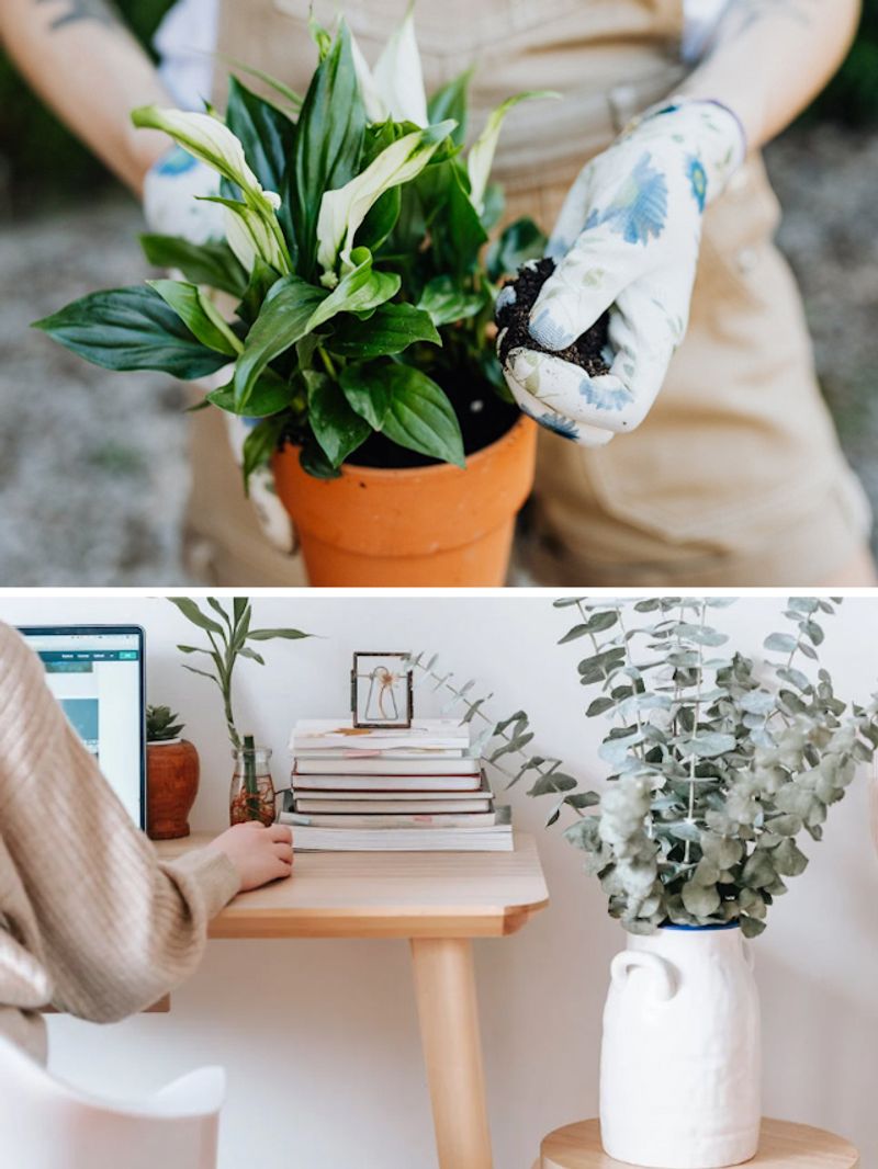 Office Zen: 7 best plants for your work desk