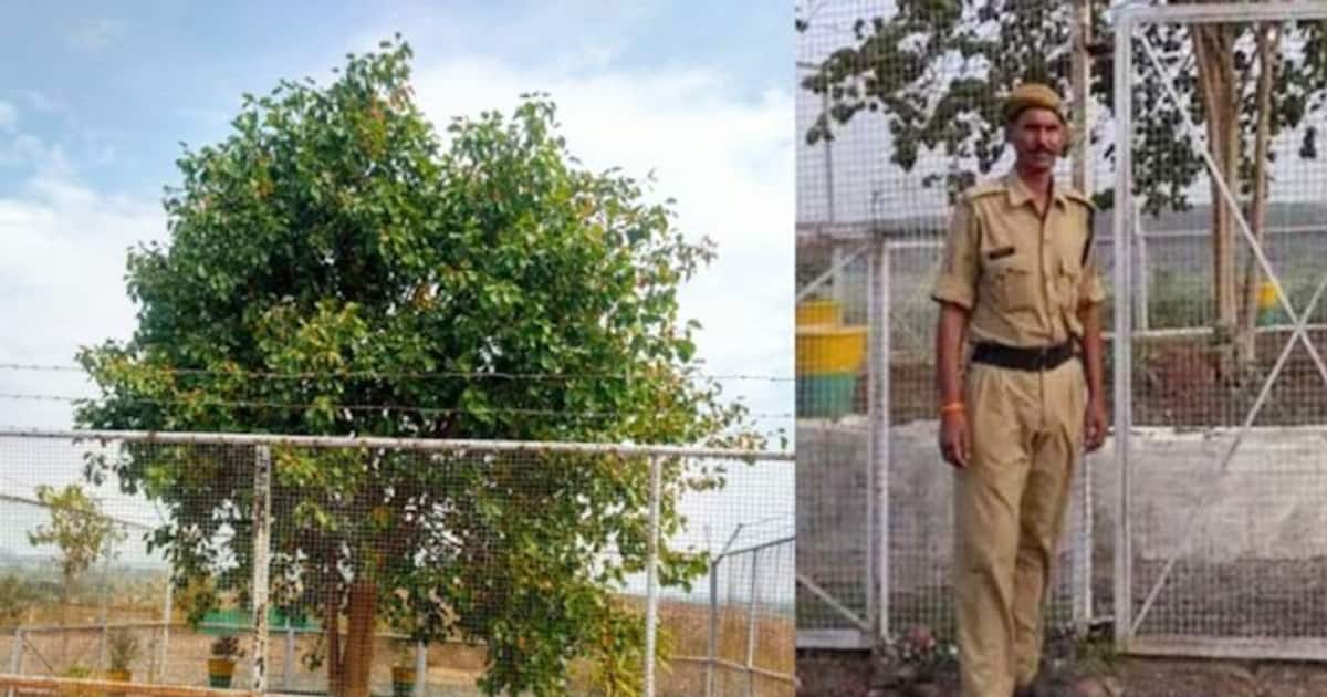 Rs 12 lakh to maintain India's first 'VVIP tree': Fascinating story of ...