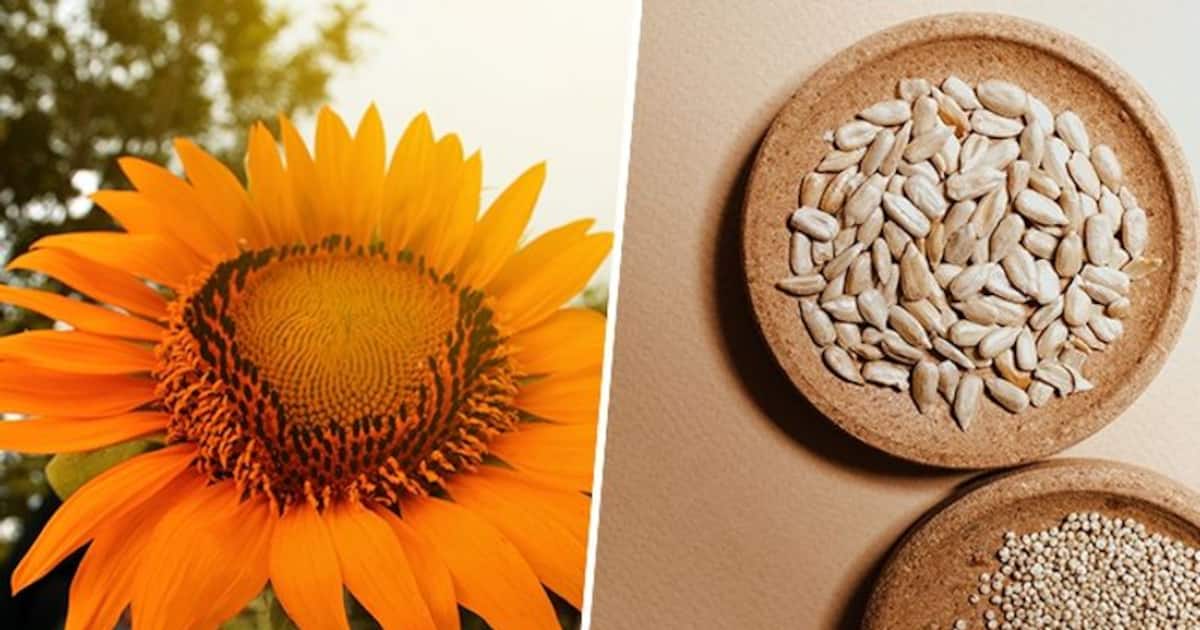 Skin hydration to Collagen production: 7 skin benefits of Sunflower seeds