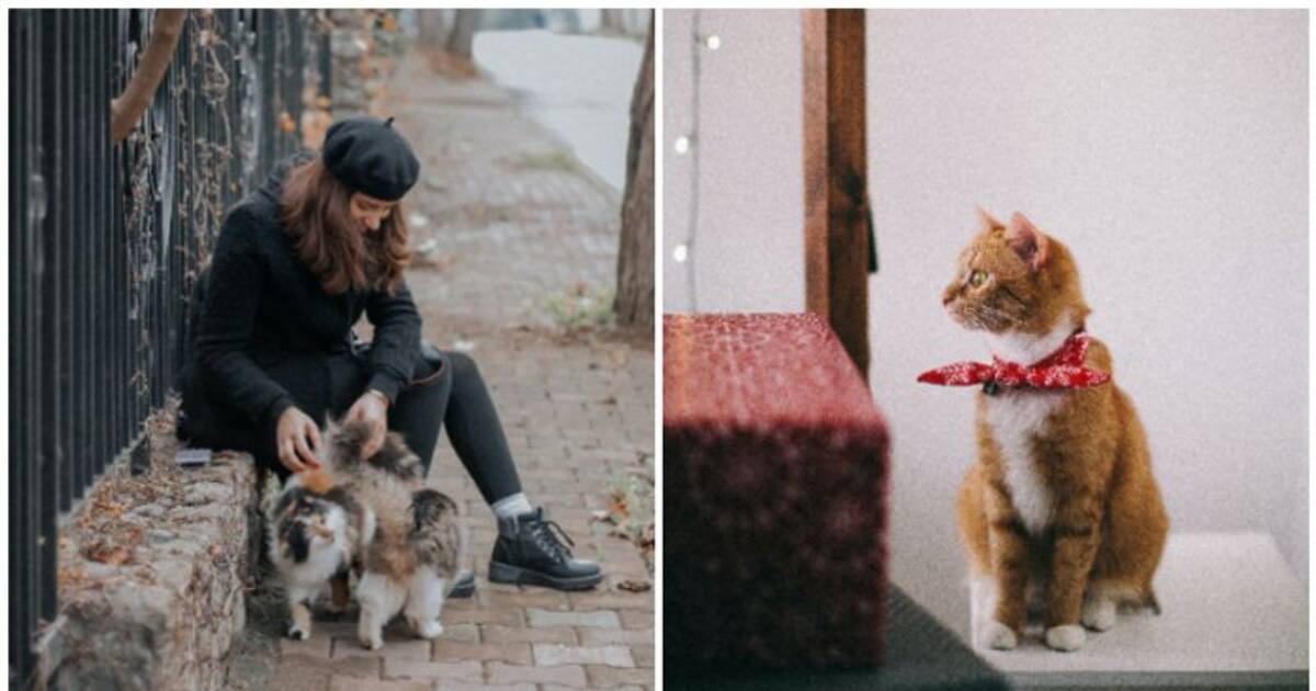 A Guide for Cat Owners: 7 essential tips for happy and healthy Cats