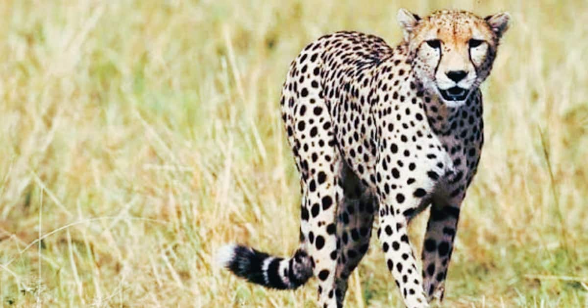 Another blow to cheetah conservation: Female cheetah's death in Kuno ...
