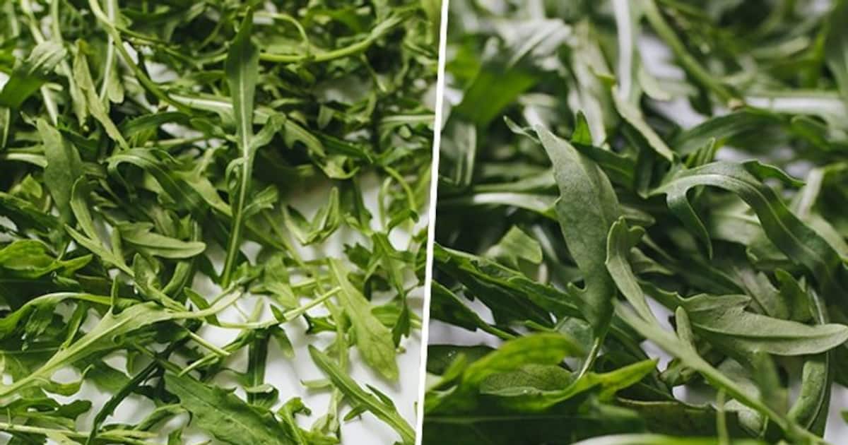 Weight management to Heart : 5 health benefits of Argula