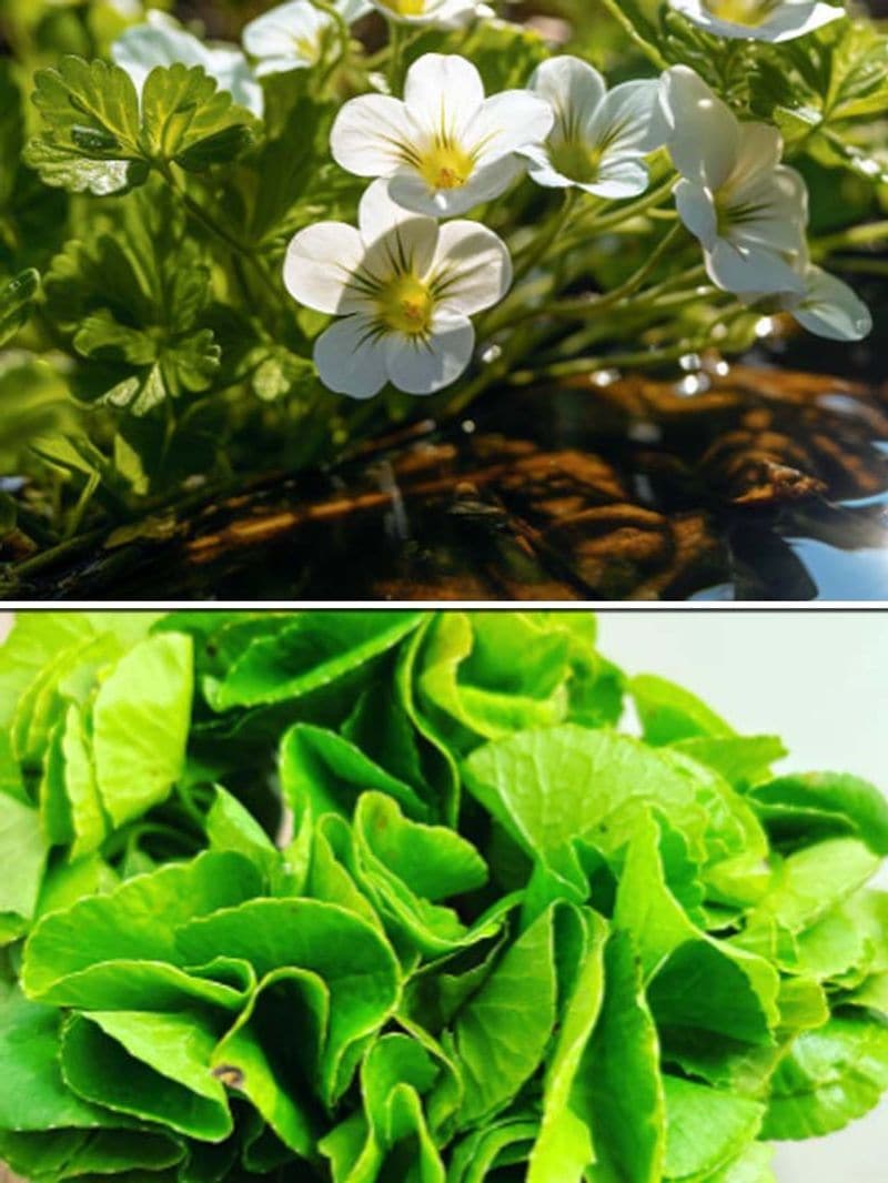 Wonders of brahmi: 7 impressive benefits for body and mind